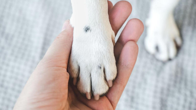 Dog 'falls from the sky' after being thrown from a first-floor window