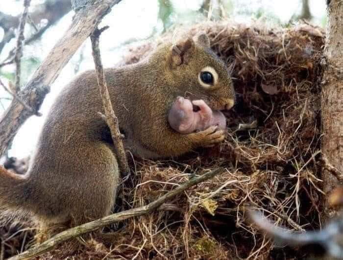 La scoiattola accoglie il cucciolo orfano e lo cresce accanto ai suoi ...