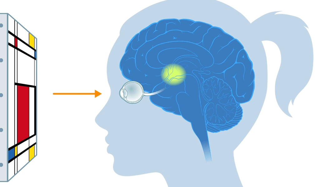 Study shows early visual experience reshapes brain feedback loops