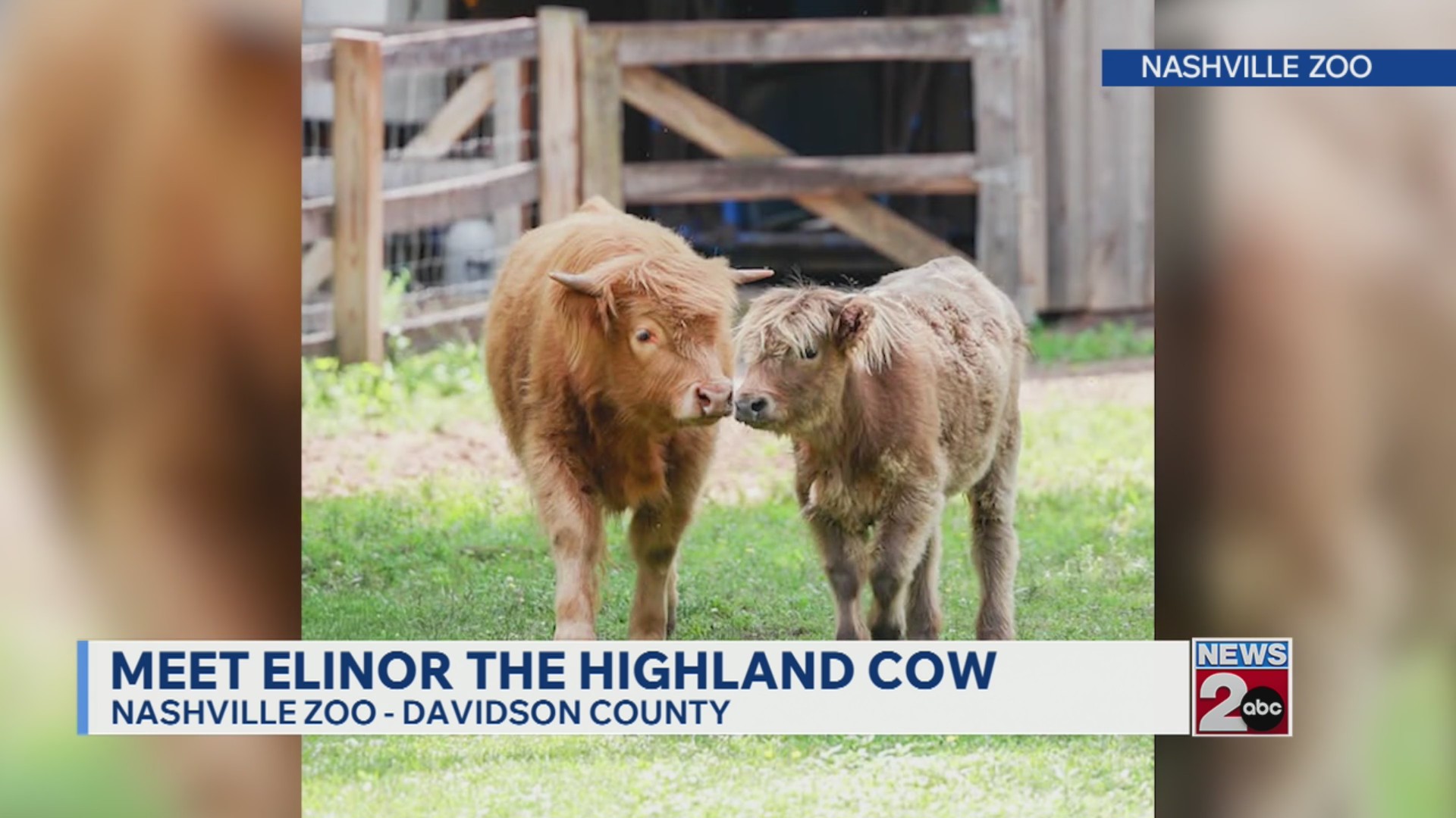 Meet Elinor the Highland cow