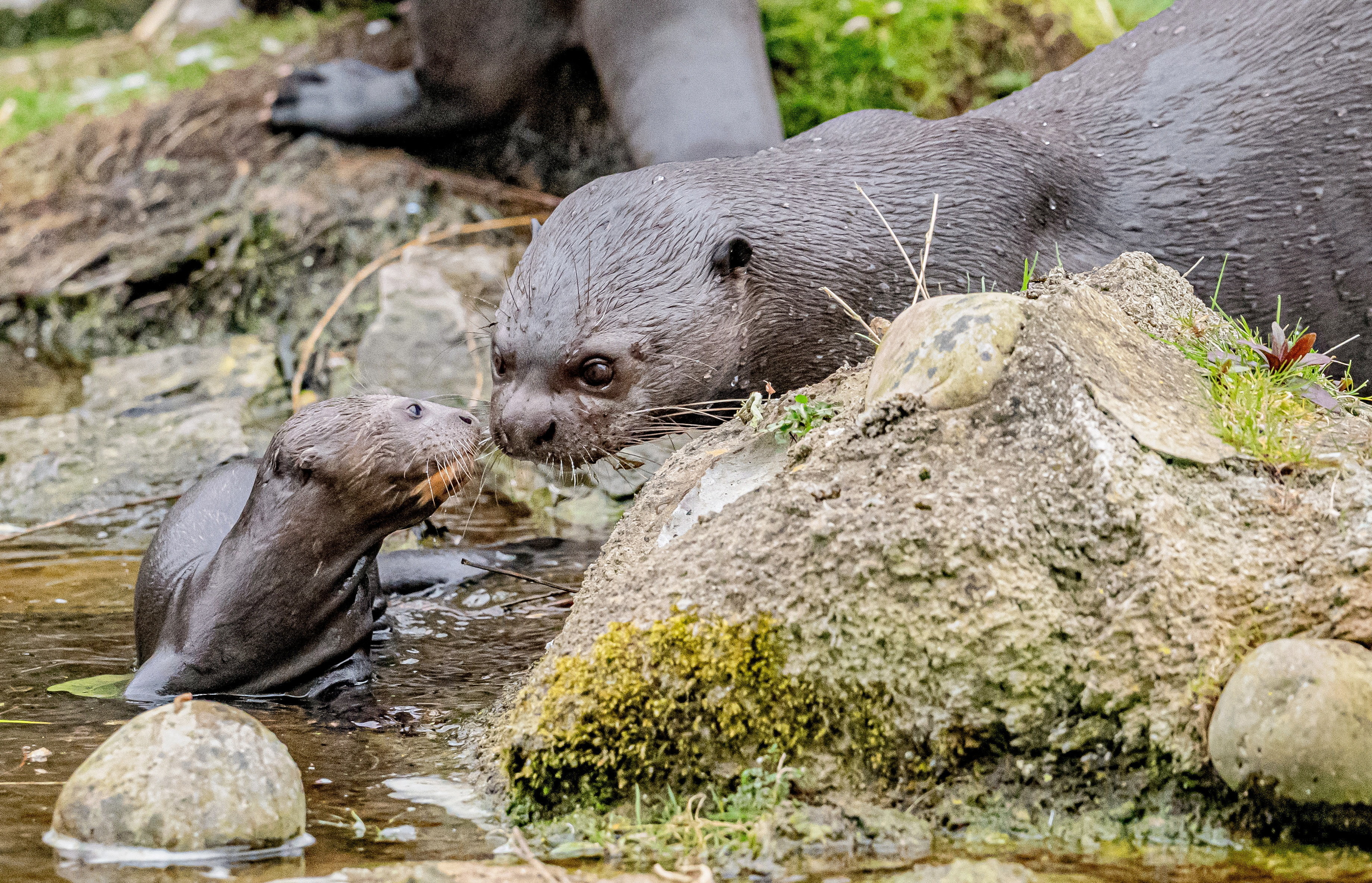 Baby otter triplets take first swimming lessons after leaving den