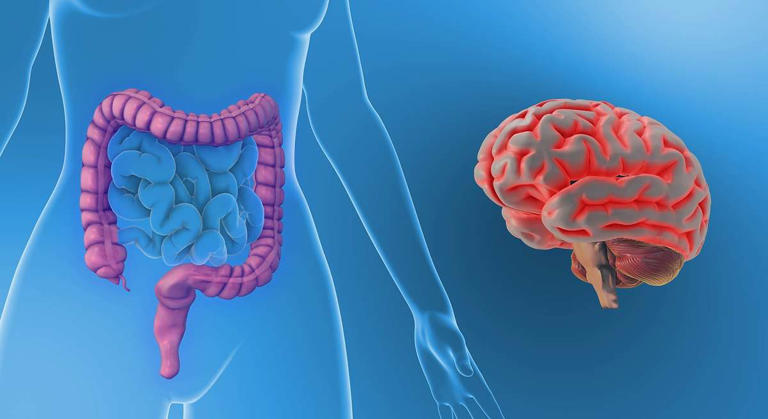 Los neurocirujanos coinciden: "El intestino actúa como un segundo ...