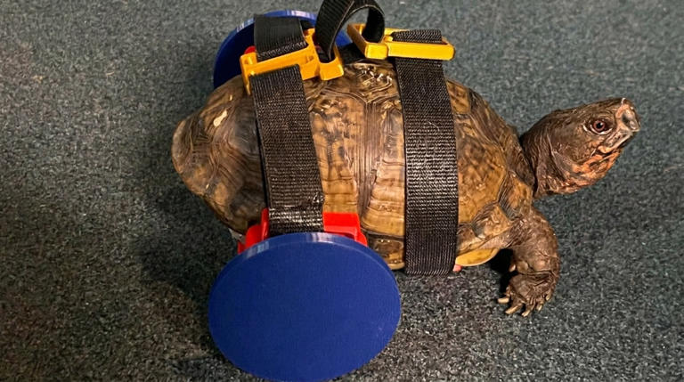 A turtle missing both back legs got a tiny wheelchair that made the ...