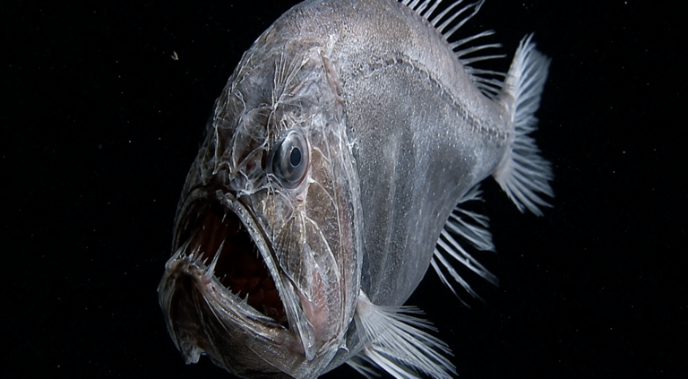 Where can you find one of the ugliest fish in the world?