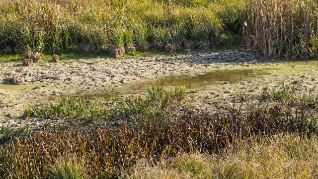 America's disappearing wetlands quietly added $10 billion to flood ...