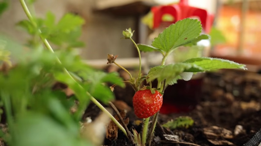 Marciscono le fragole? Attenzione al moscerino orientale dei piccoli frutti