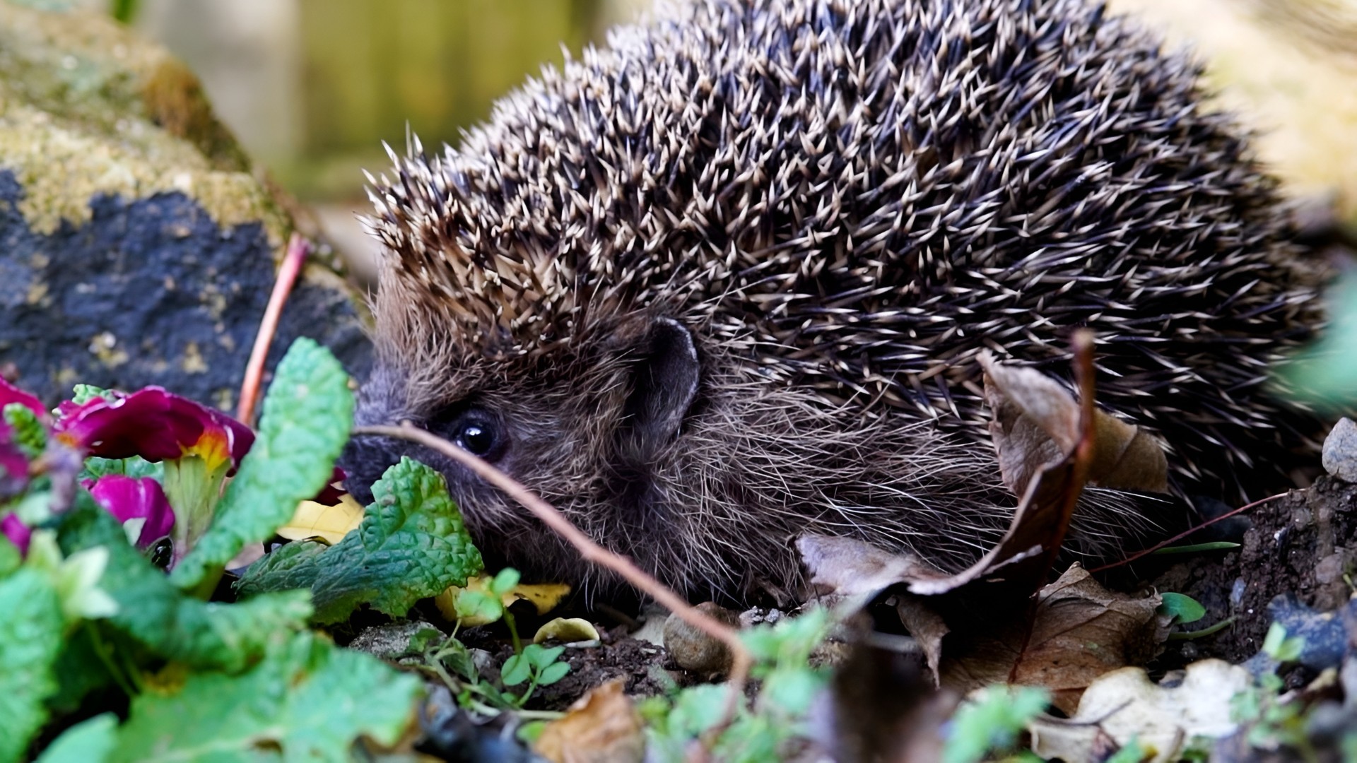 Katy South saving hedgehogs at Prickles and Paws