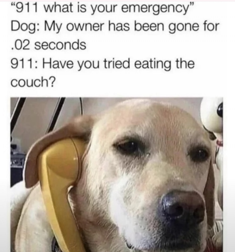 20 happy dog day memes for smiles, snuggles, and sunshine