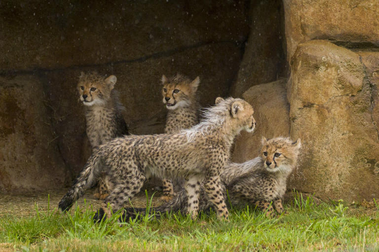 Watch: Endangered cheetah cubs make public debut at Yorkshire Wildlife Park