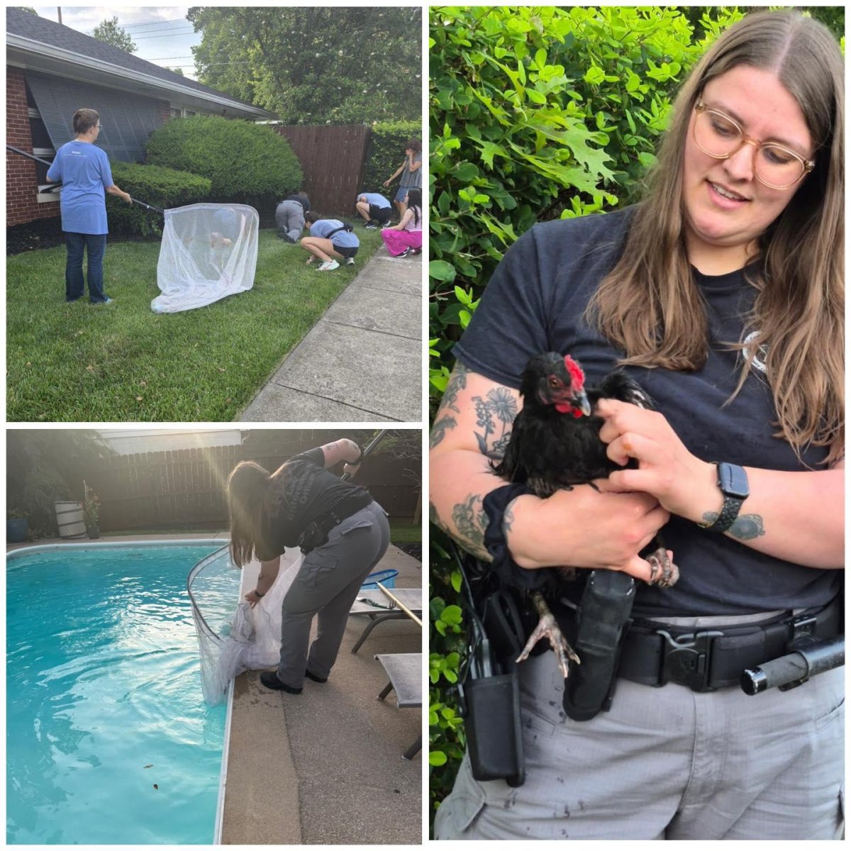 Look: Loose chicken flees animal control, takes a dip in pool