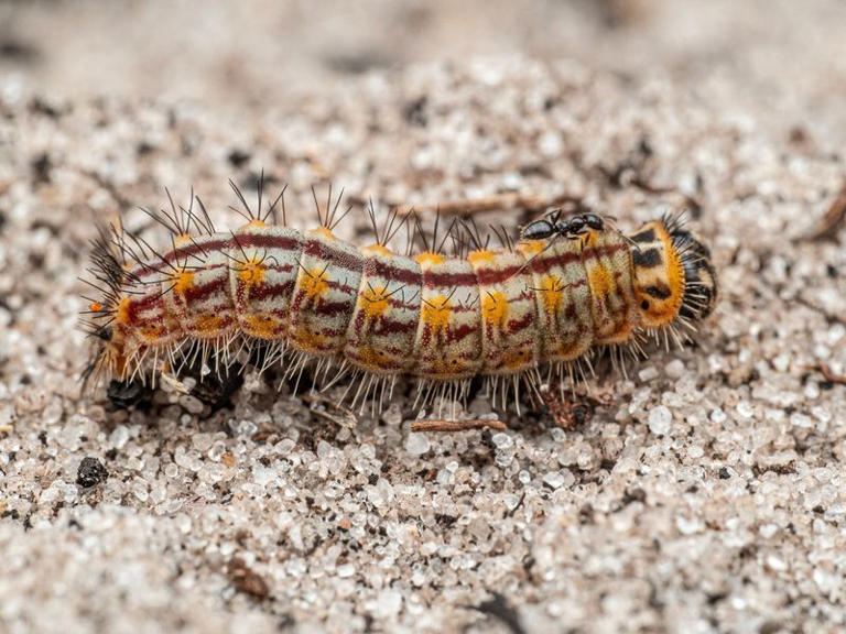 Scientists find new species of dragonfly, grasshopper and a fluorescent ...