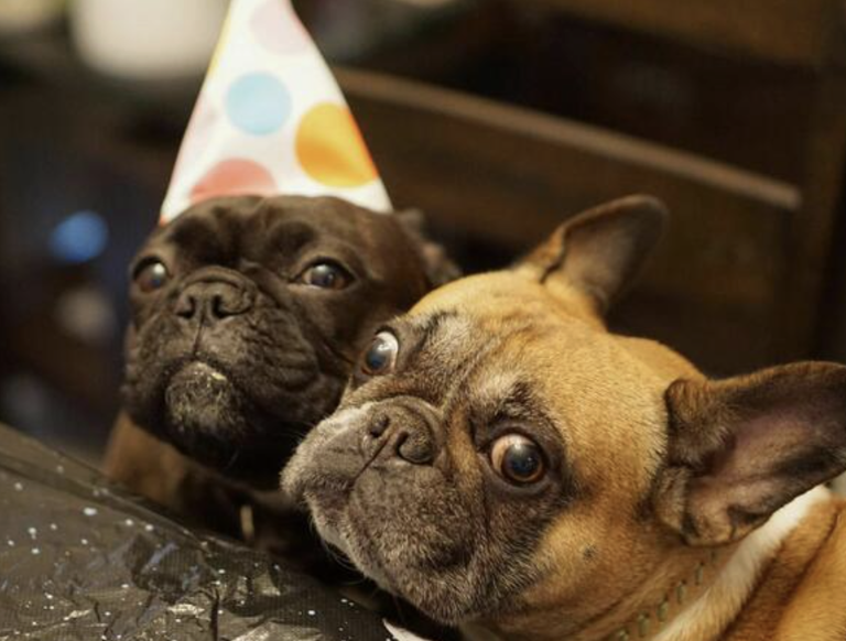 You're invited: Celebrate shelter pets with unknown birthdays at Quincy ...