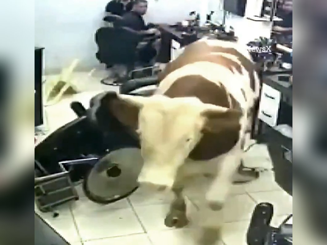 Angry bull storms into hair salon