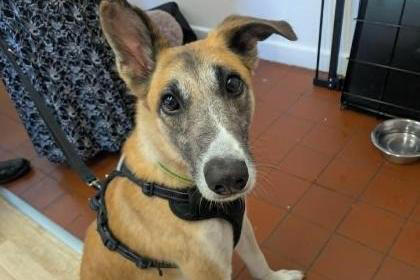 Meet some cute animals at the RSPCA Lancashire including tennis ball ...