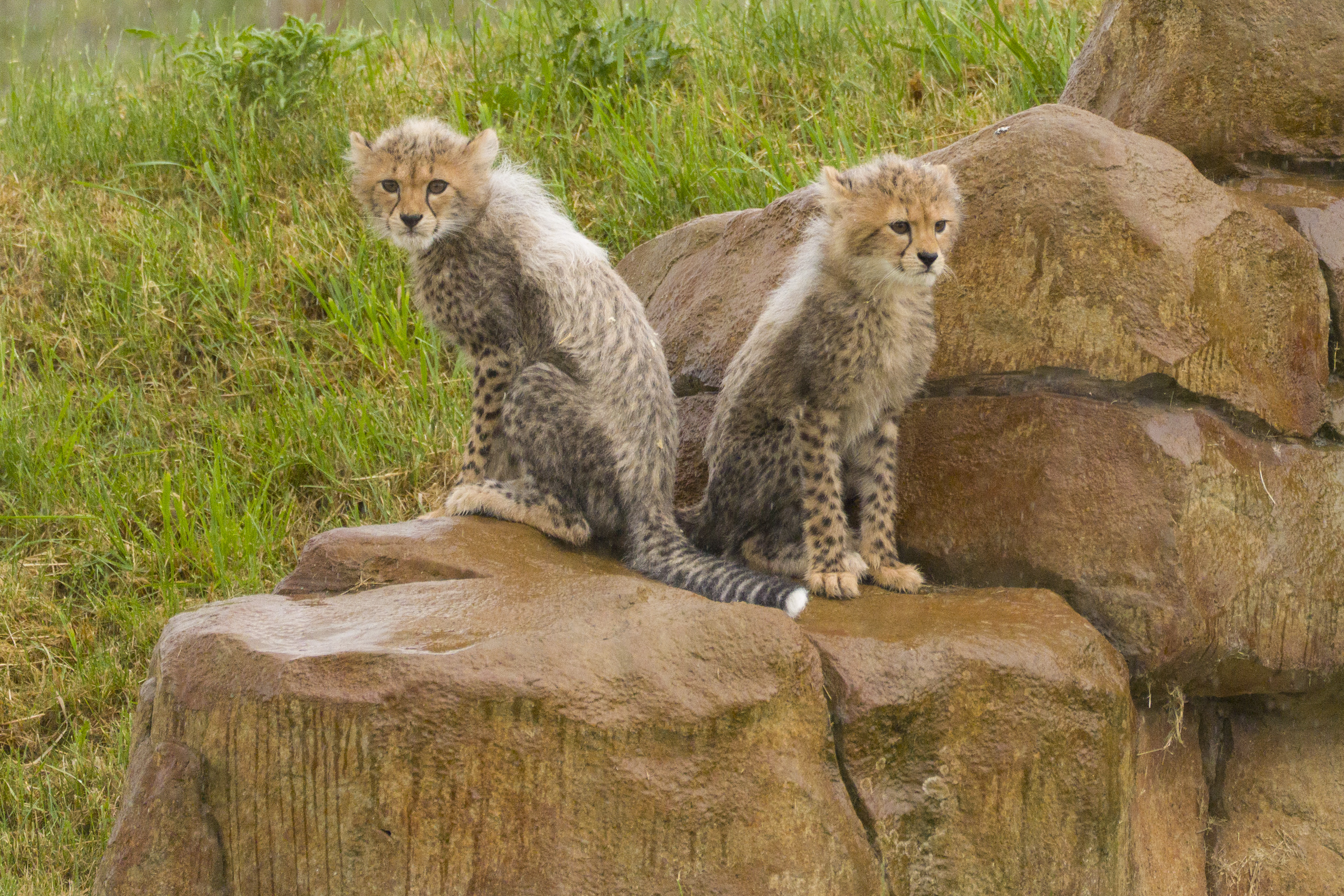 Watch: Endangered cheetah cubs make public debut at Yorkshire Wildlife Park