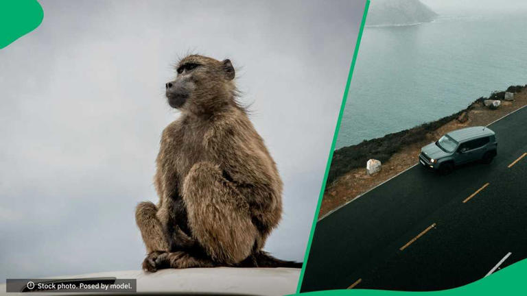 Close call with a baboon: South African family's calm response goes viral