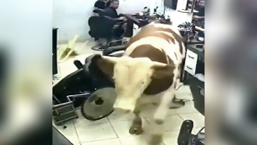 Angry bull storms into hair salon