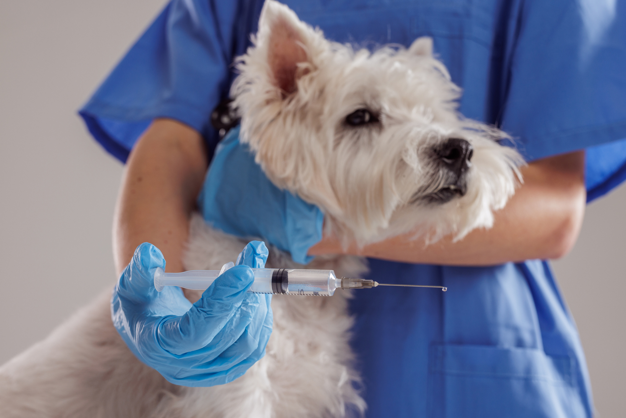 Cane con la rabbia in Italia, appello dei veterinari per le ...