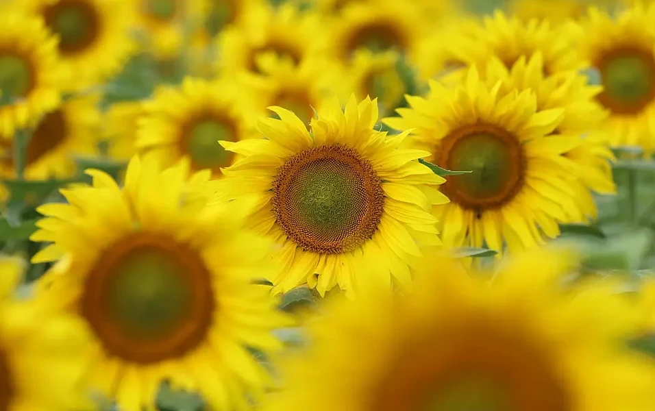Growing sunflowers from soil to science