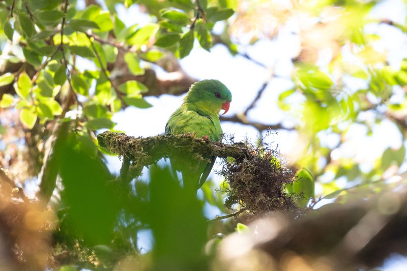 Indonesian parrot, seen once in a century, reappears in mountain forest
