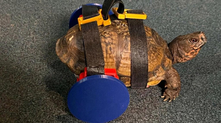 A turtle missing both back legs got a tiny wheelchair that made the ...