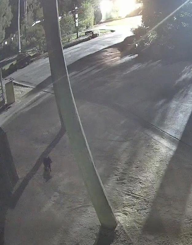 Watch: Tasmanian devil escapes Australian wildlife park
