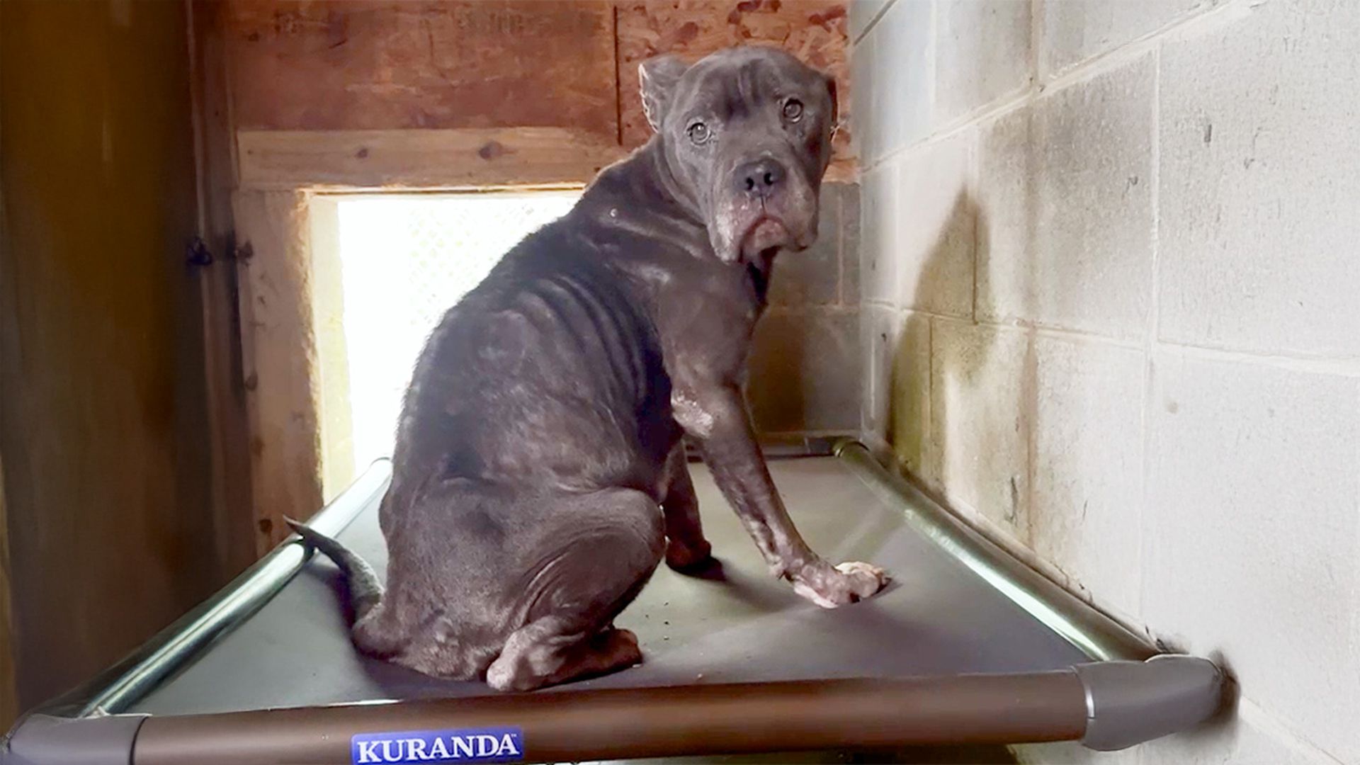 Anemic pittie gets saved by a golden retriever