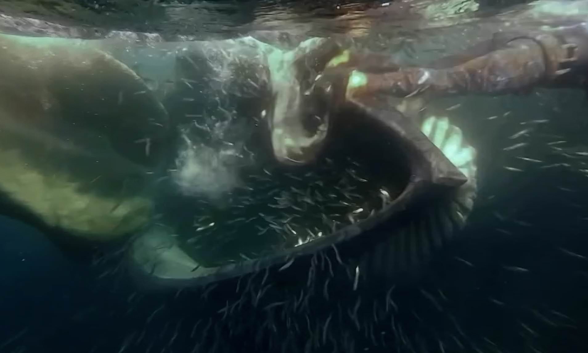 Moment diver cheats death by inches when giant whale nearly swallows ...
