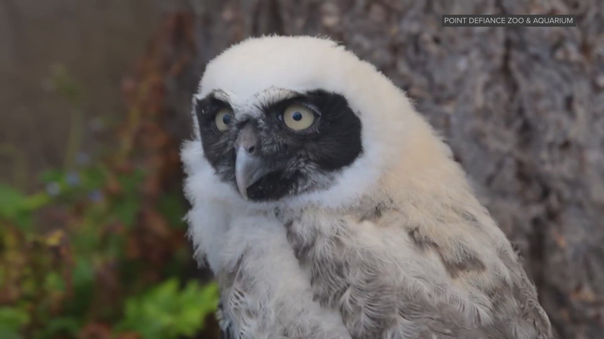 New spectacled owl ready for debut at Point Defiance Zoo