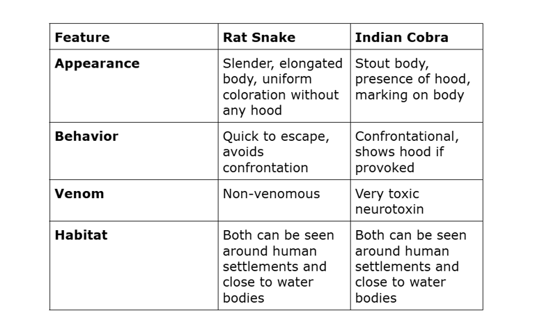 Rat snake vs. Indian cobra: Identification, behaviour, bite risk and ...