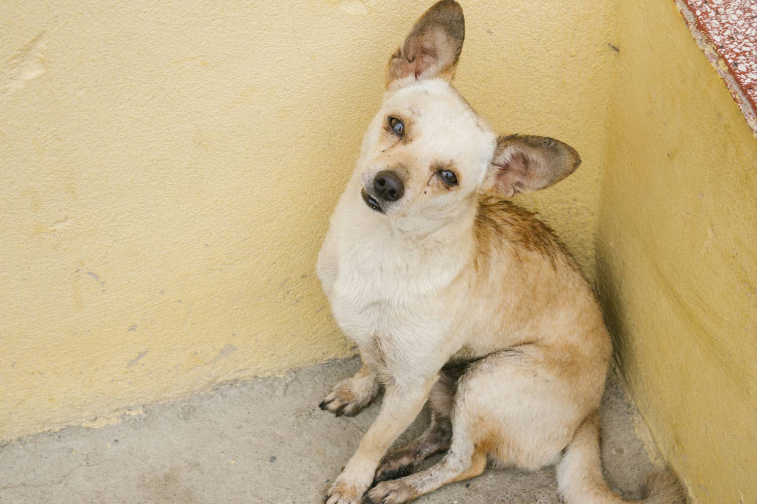 Meet Monty: The senior rat terrier who's looking for his forever home ...