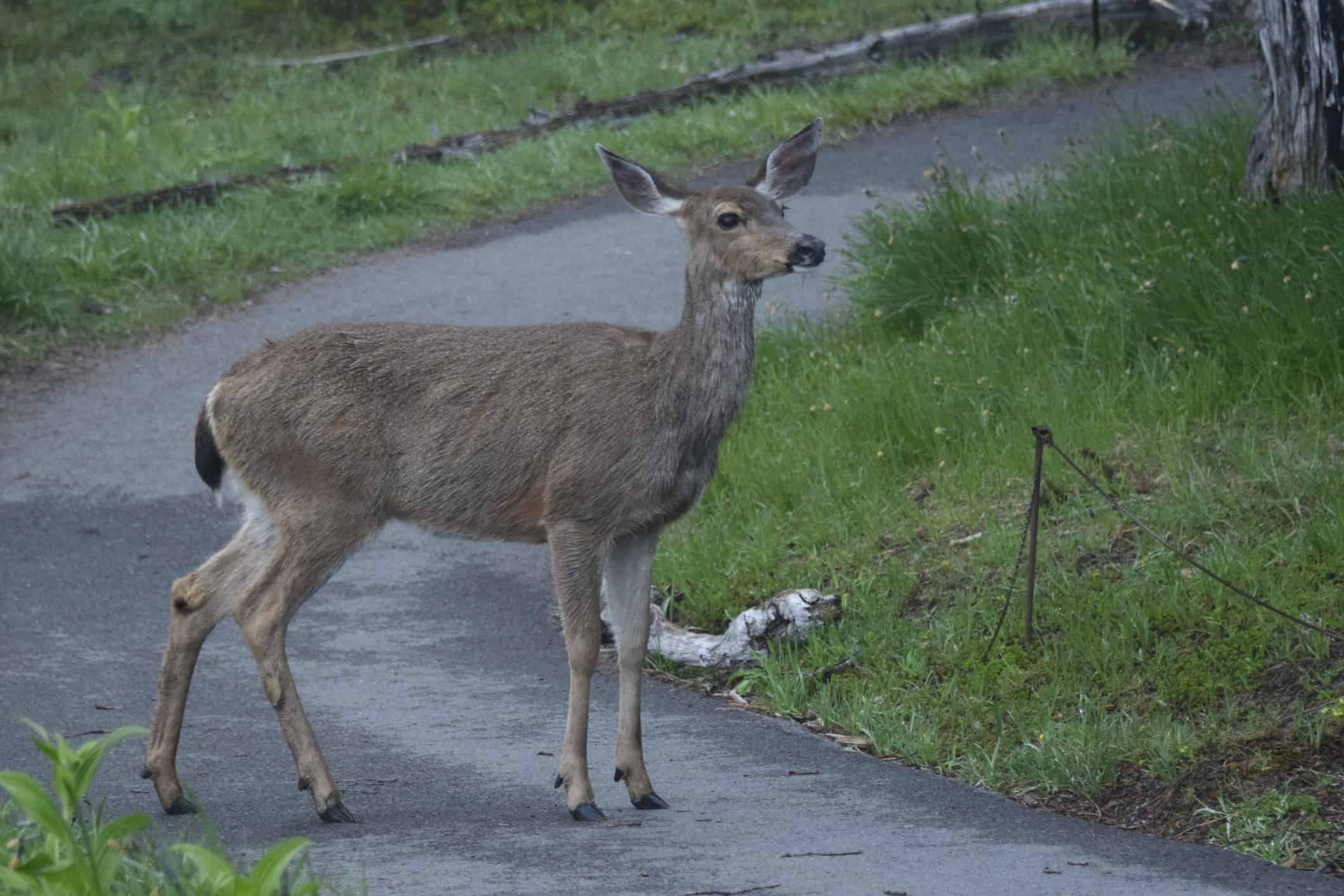10 animals people often mistake for deer