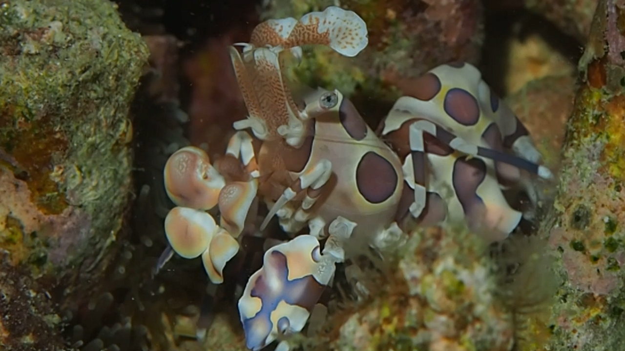Bejeweled hunter: The dazzling harlequin shrimp