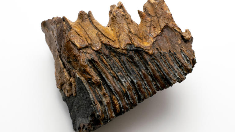 Liverpool researchers detected original collagen still locked inside ...