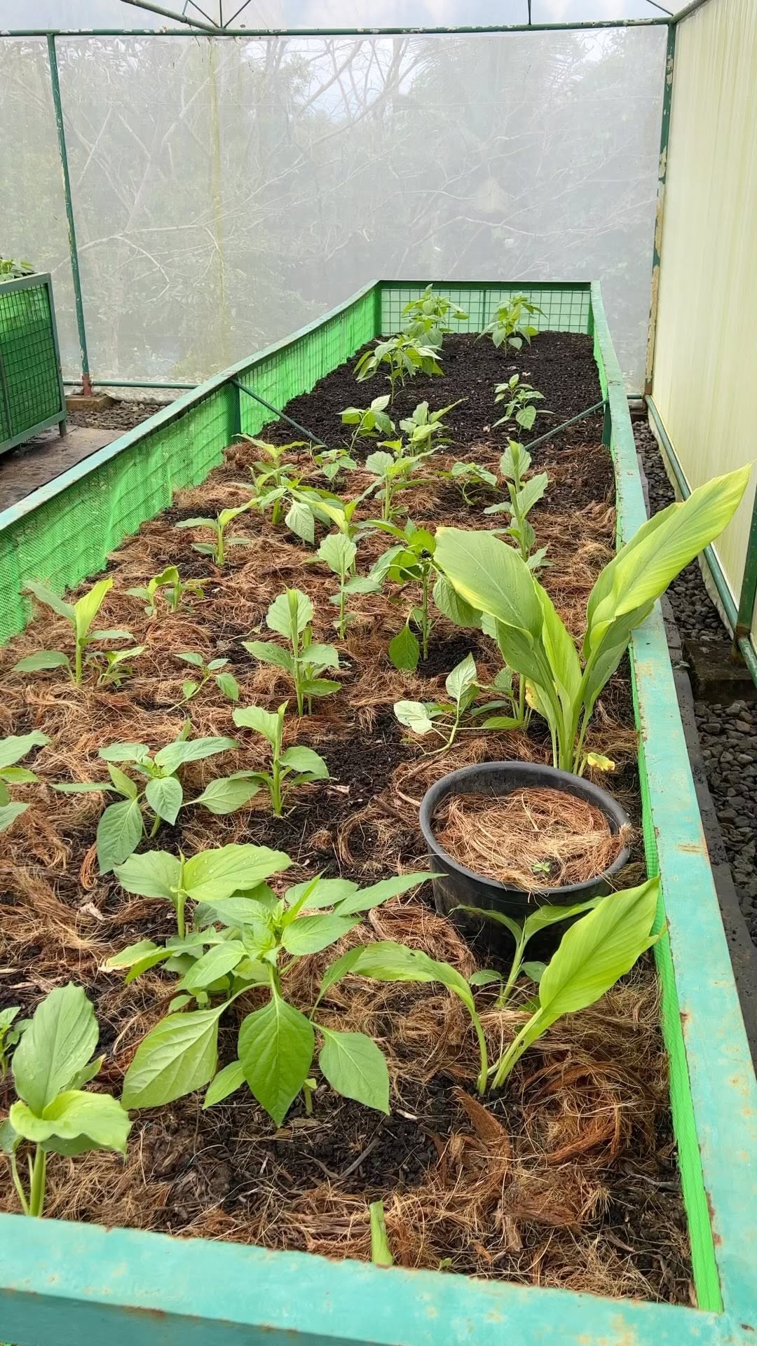 Hugelkultur updates and progress at my KING Tower Farm
