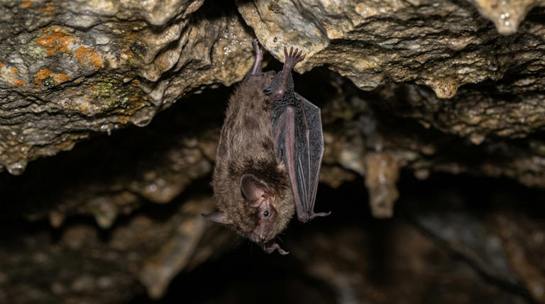 Researchers installed cameras at a bat cave and what they saw left them ...