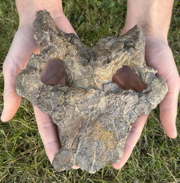 Paleontologists unearth Europe’s best-preserved 150-million-year-old ...