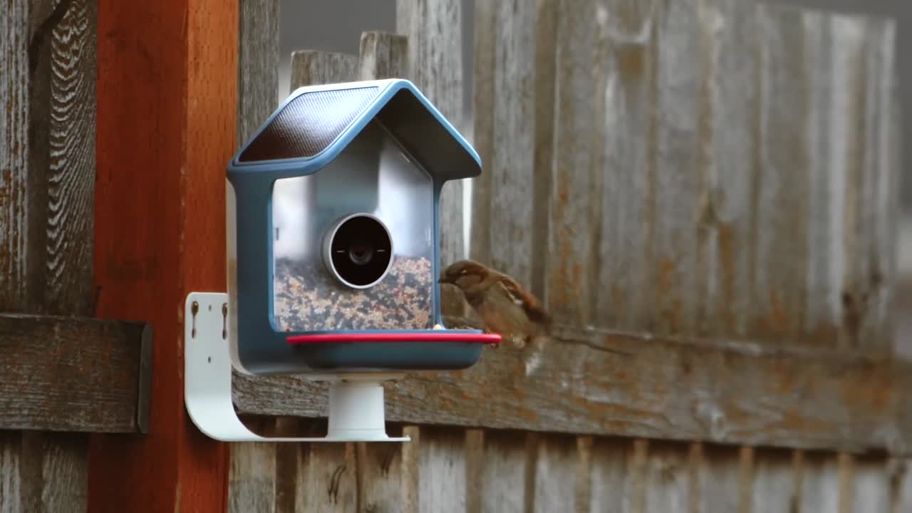 The backyard bird feeder that makes every visit feel like a nature ...