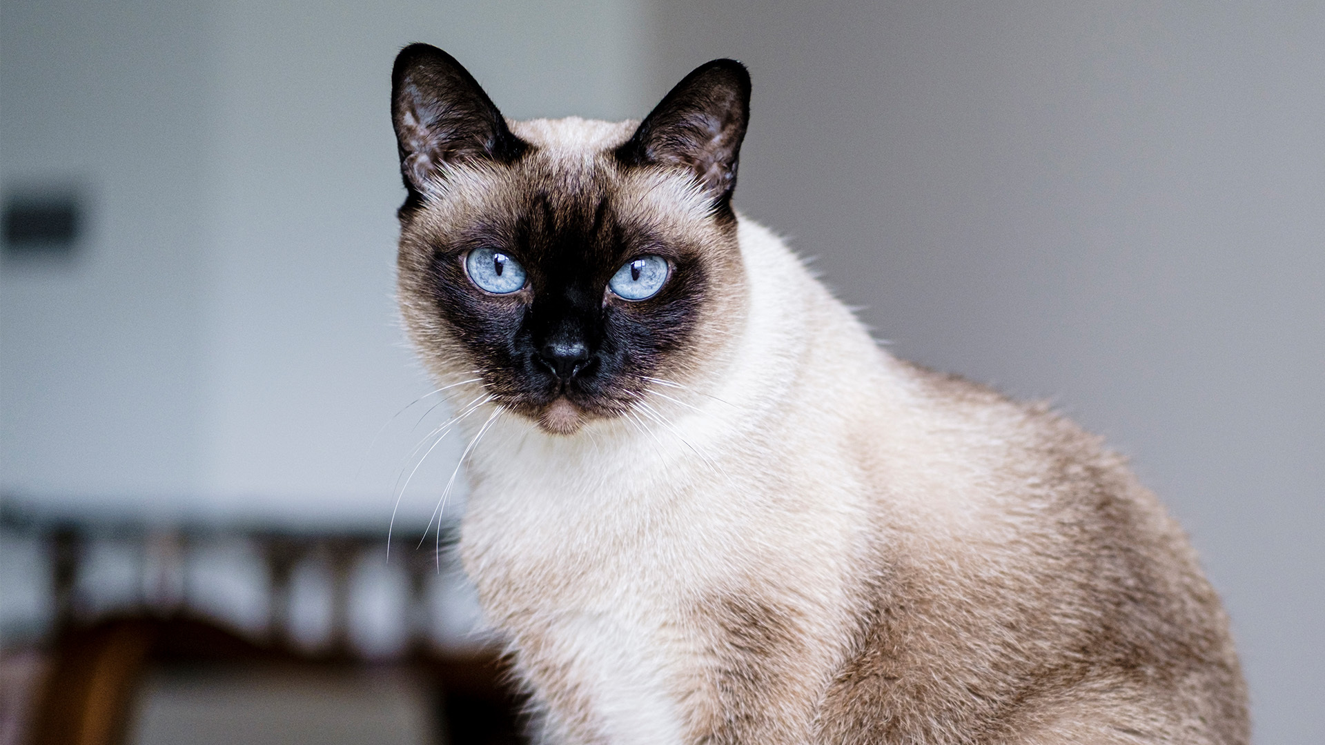 Cat breeds that live the longest
