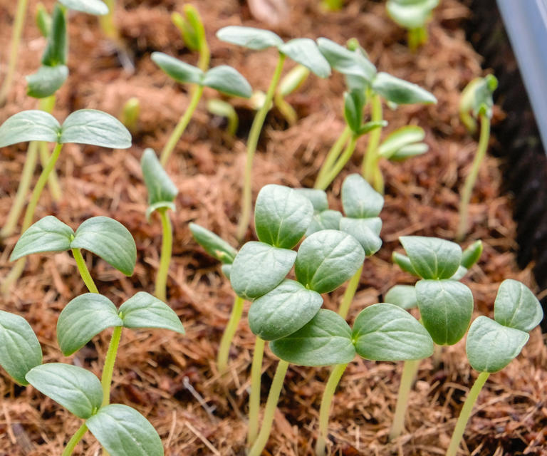 Don't transplant seedlings until you see true leaves or your plants ...