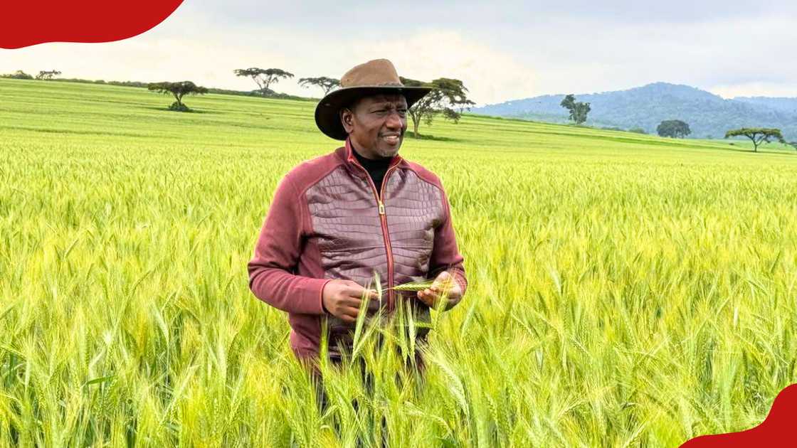 William Ruto's Govt unveils ambitious irrigation plan to double ...