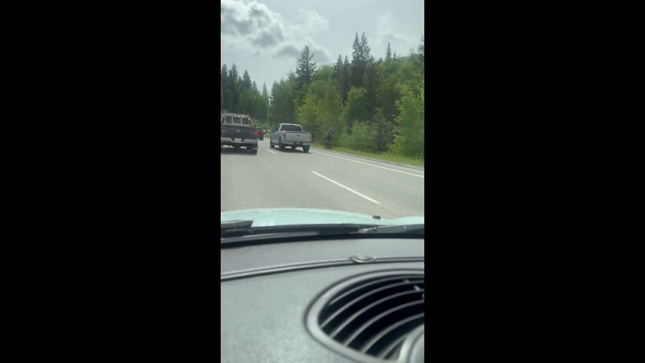 Mother moose guides twin calves across highway near Prince George, Canada