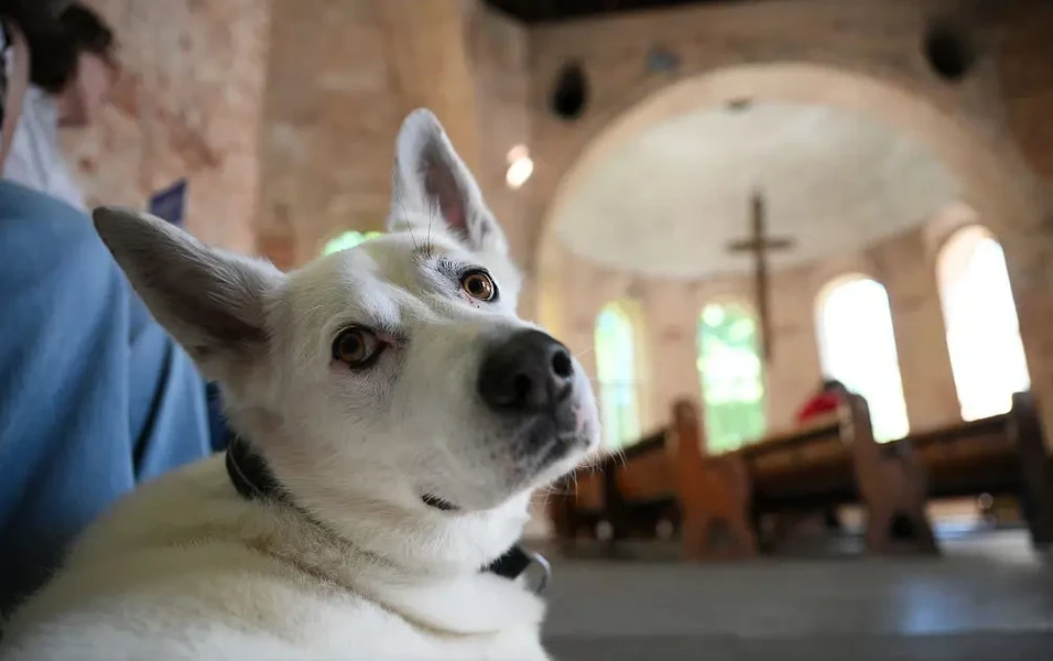 Study finds dogs show human-like brain activity during grief