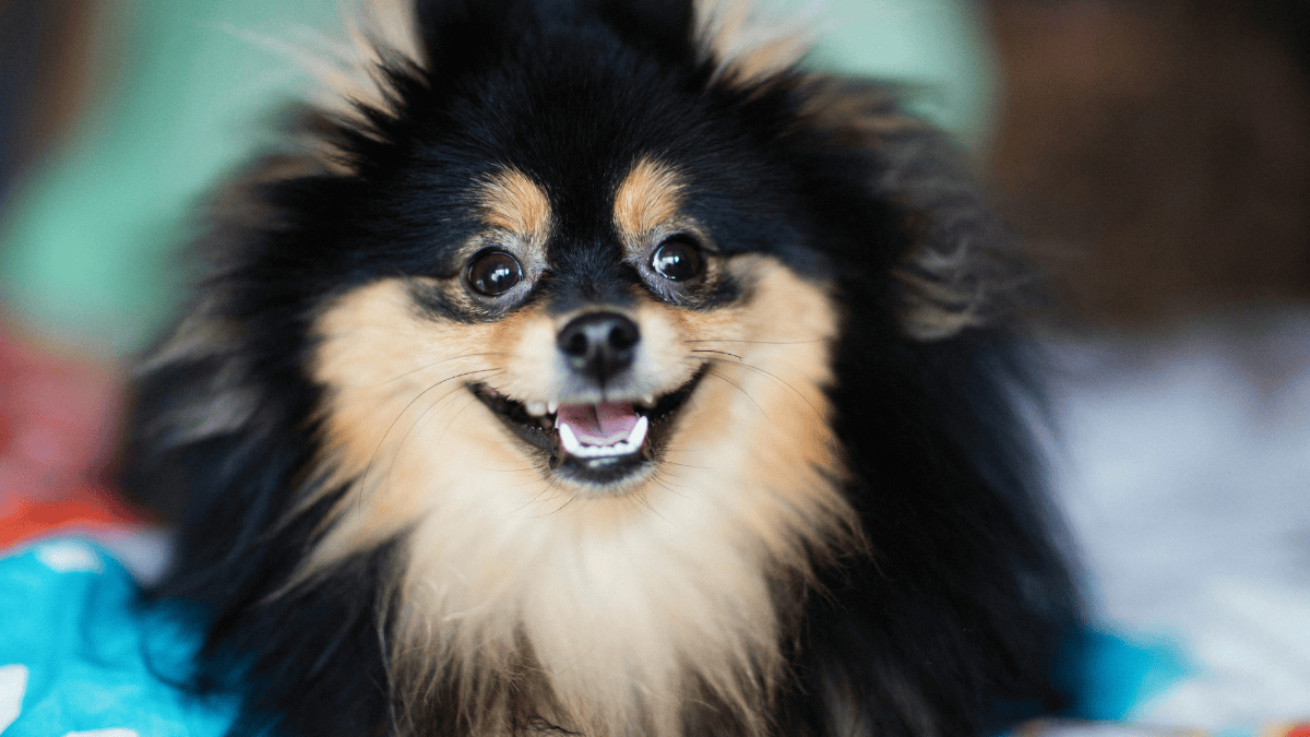 How can I tell if my dog needs palliative care? 9 signs you shouldn't ...