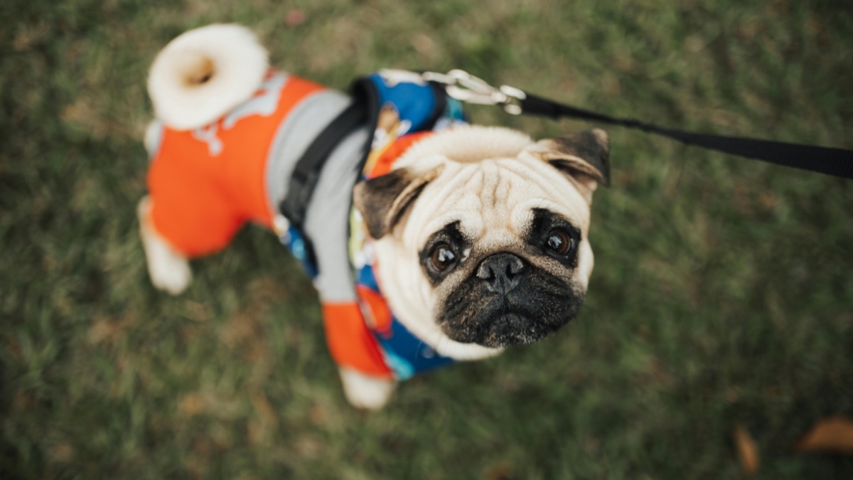 15 dog breeds that thrive in apartments, according to experts