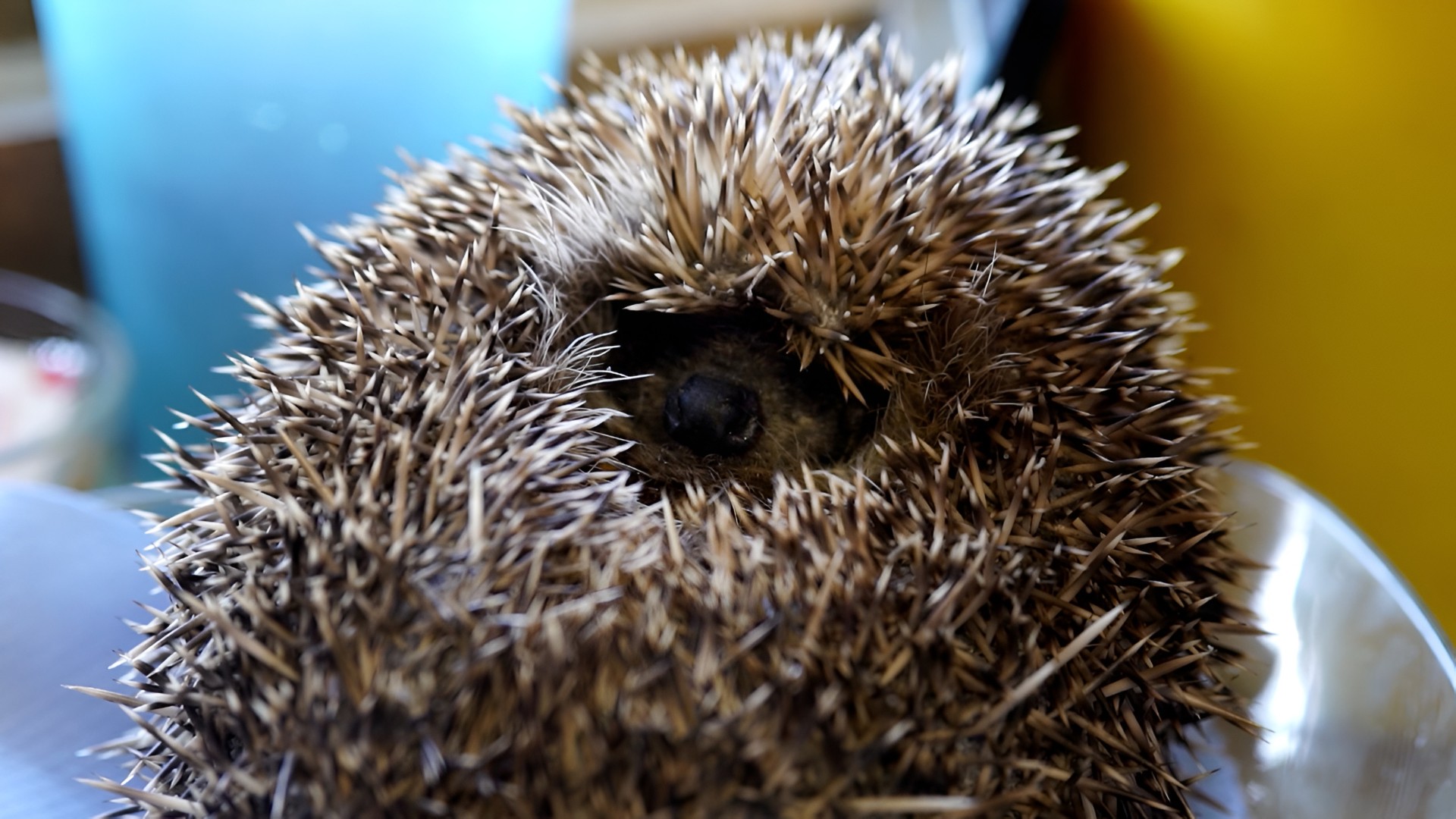 Katy South saving hedgehogs at Prickles and Paws