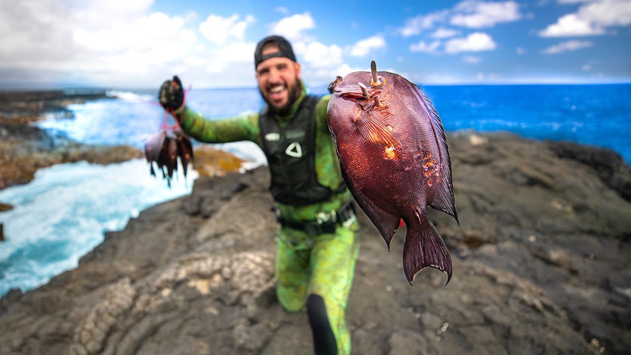 Exploring volcanic waters for tropical fish