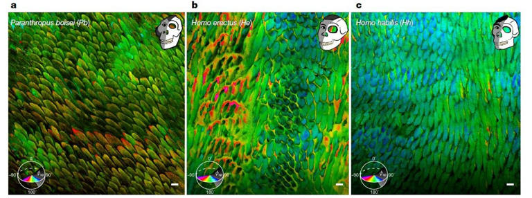 Detailed molecular picture of tooth enamel reveals adaptations to diet