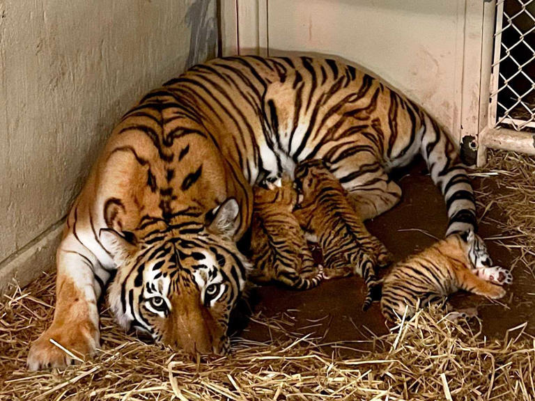 Louisville Zoo announces birth of 3 tiger cubs, the first in decades