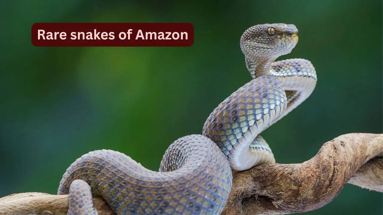 10 rare snakes found in the Amazon rainforest and what travellers ...
